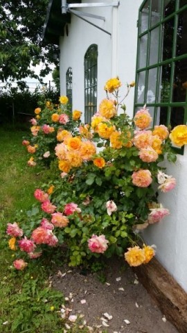Wunderschönes Ferienhaus unter Reet mit großem Garten