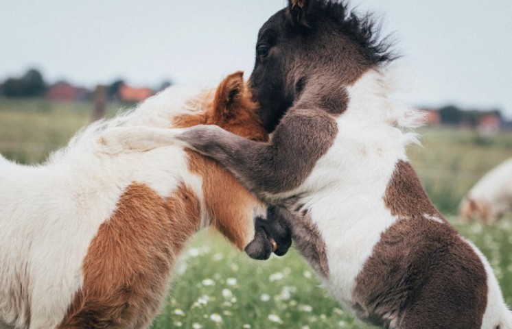 Ferienhaus Assing am Deich, Zaun uvm - Mini Shetty Ponyhof