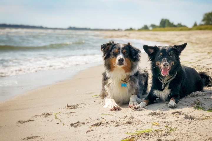 Ferien Mit Hund Ostsee