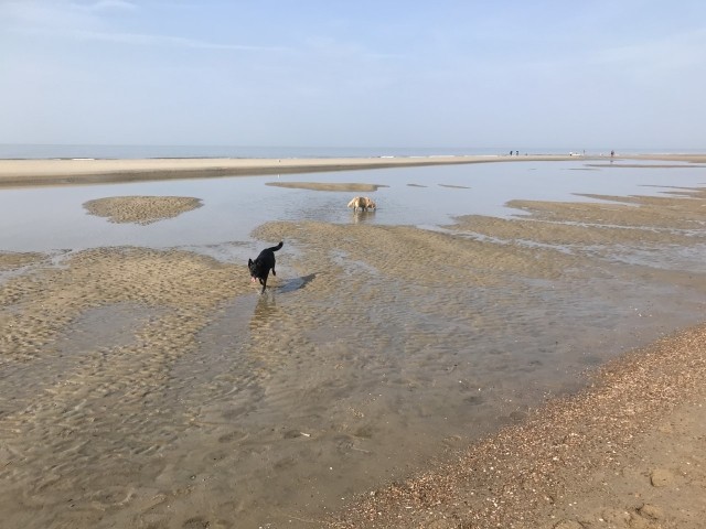 Ferienhaus mit Wohlfühlgarten, Zaun, WLAN, nur 350m zum Strand